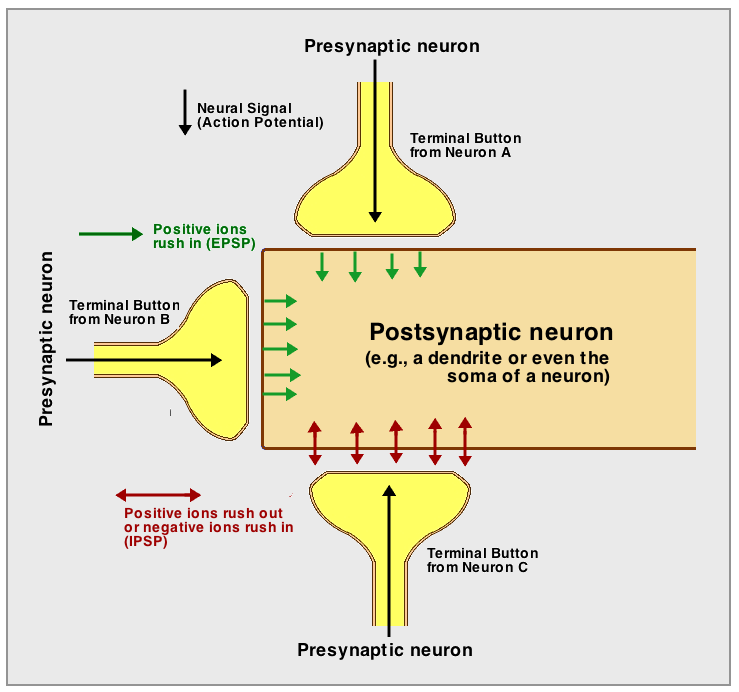 PSY 340 Brain and Behavior Class 07: Synapse: The Concept & Chemical ...