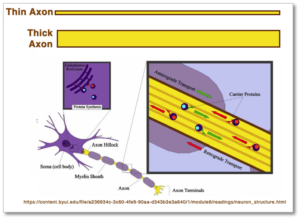 PSY 340 Brain and Behavior Class 07: Synapse: The Concept & Chemical ...